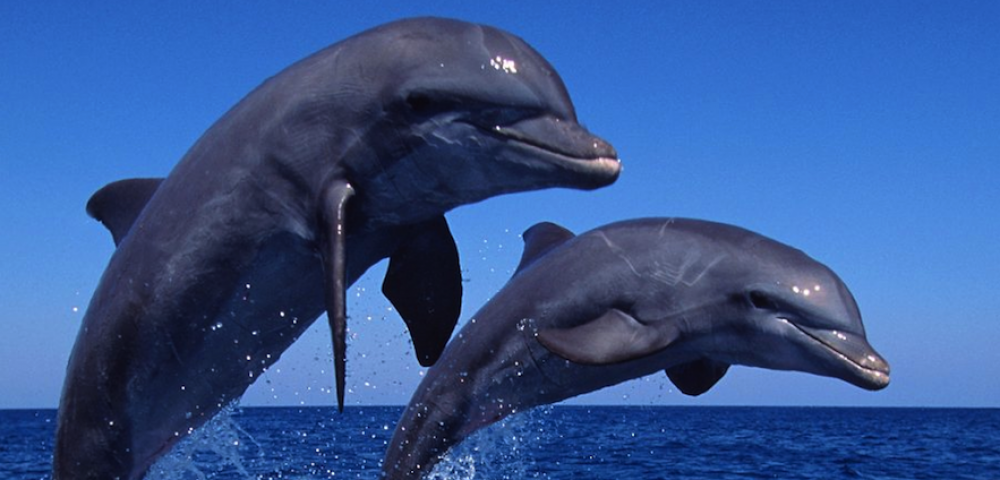 7 Valentine's Day Gift Ideas for Your Ocean-Loving Sweetheart - Awesome ...