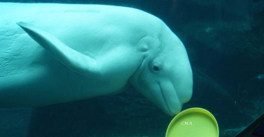Necropsy Reveals Maris The Beluga Whale's Cause Of Death