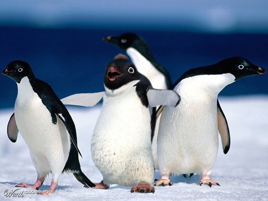 18 Penguins That Are Pumped It's World Penguin Day!