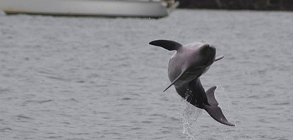 This Dolphin Loves To Put On A Show