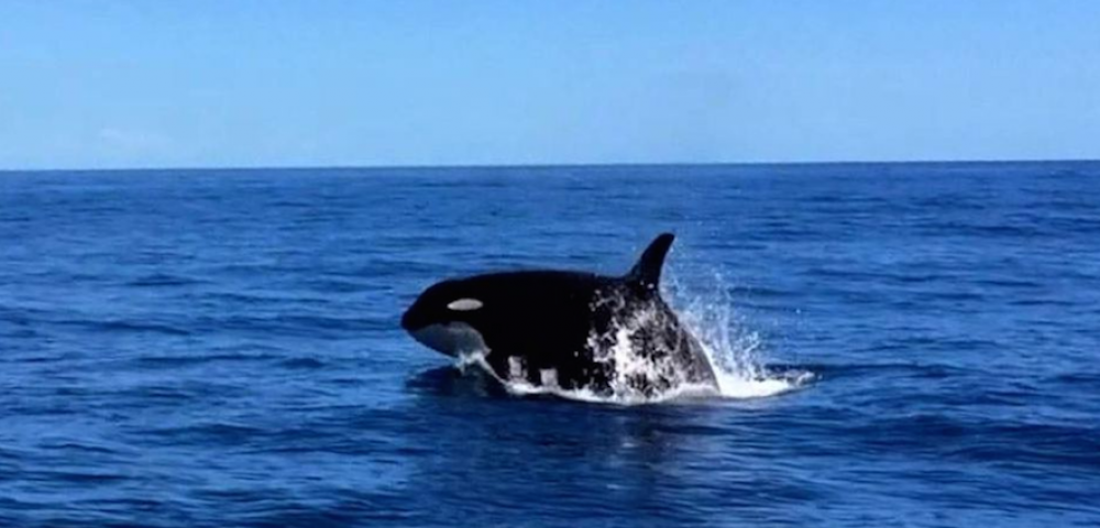 Rare Sighting - Tropical Orcas Off Australian Coast