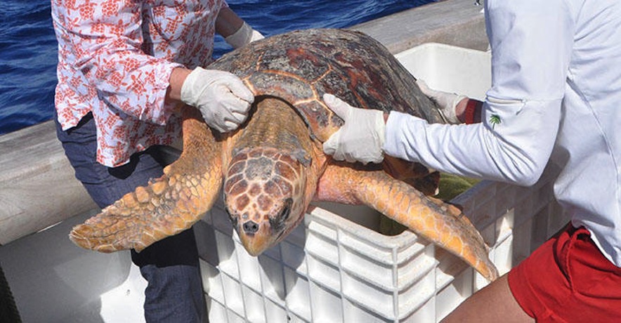 Sea Turtle Released After Dying ... Twice!