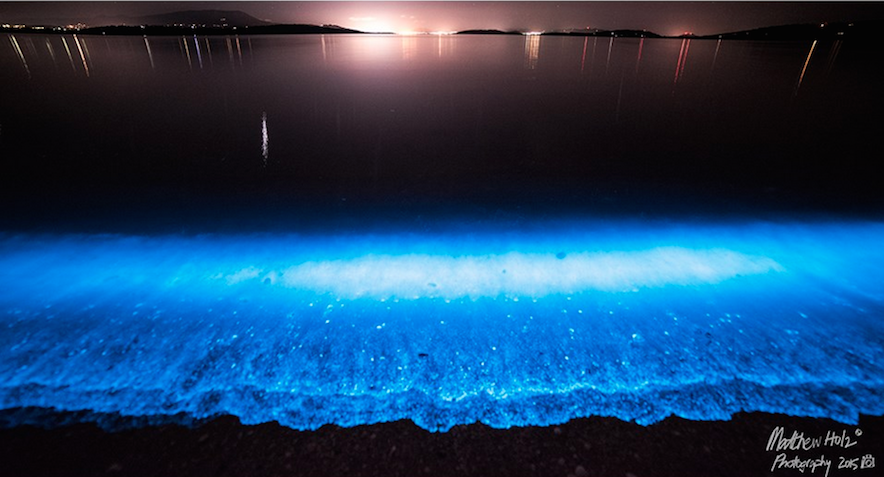 Red Tide By Day, Sea Sparkle By Night