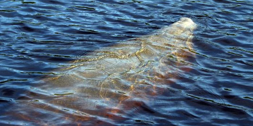 Burnie The Manatee Is Missing