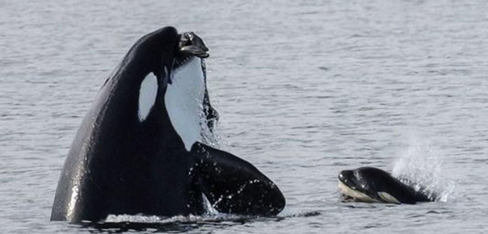 Picture: Mother Orca Teaching Her Calf How To Hunt