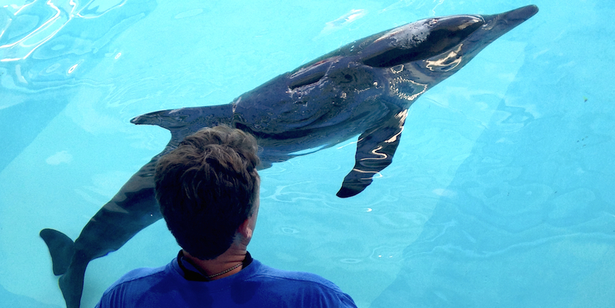 Dolphin Rescue Update: Dolphin Now Swimming On Its Own - Awesome Ocean