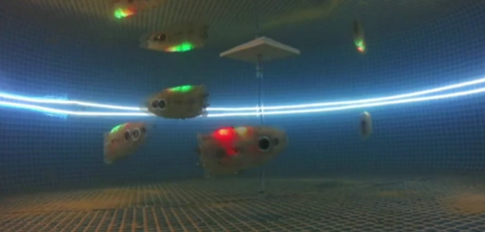 VIDEO: Underwater Robots Mimic Fish Behavior