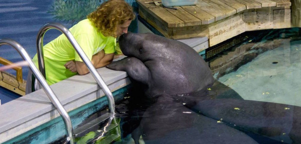 Meet Snooty: The World's Oldest Manatee