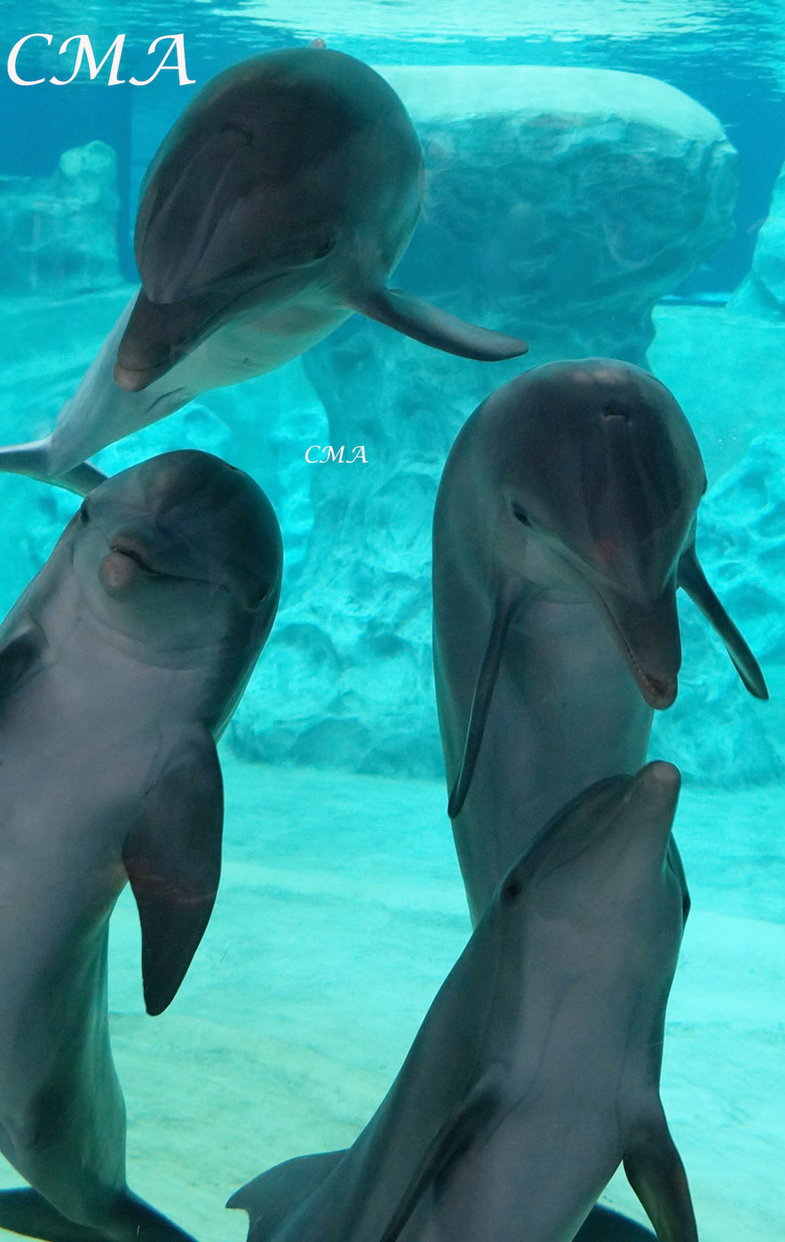 Behind The Scenes At Georgia Aquarium with Dolphins