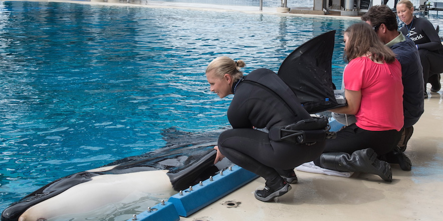 SeaWorld San Diego Performs Groundbreaking Killer Whale Research