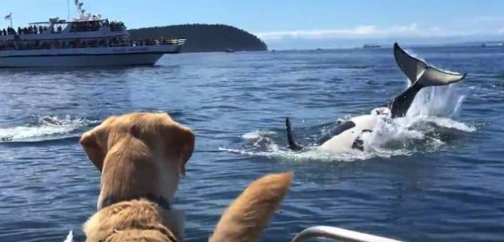 This Dog Loved His Encounter With An Orca Pod