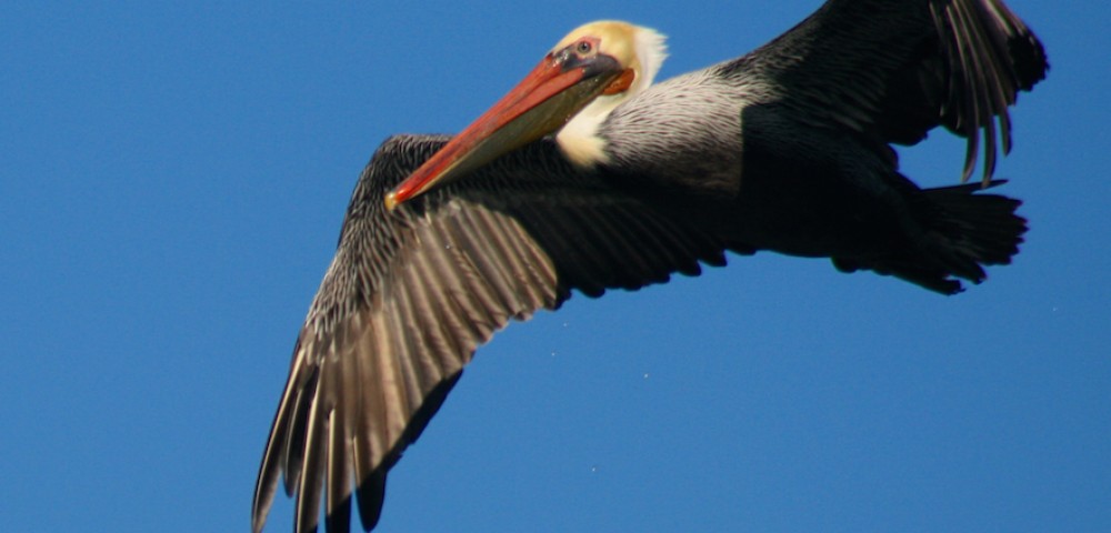 9 Marine Animals That Believe They Can Fly