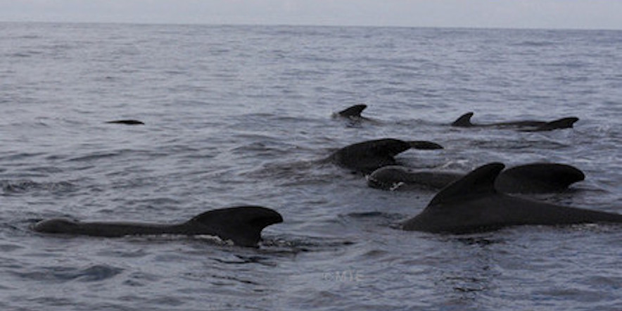 Record Number of Pilot Whales Spotted in the UK