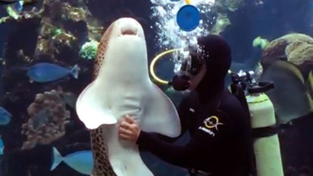 This Zebra Shark Just Needs A Hug