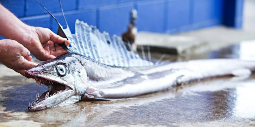 Woah! That's One Scary-looking Fish