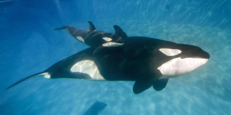10 Reasons To Be Thankful For SeaWorld