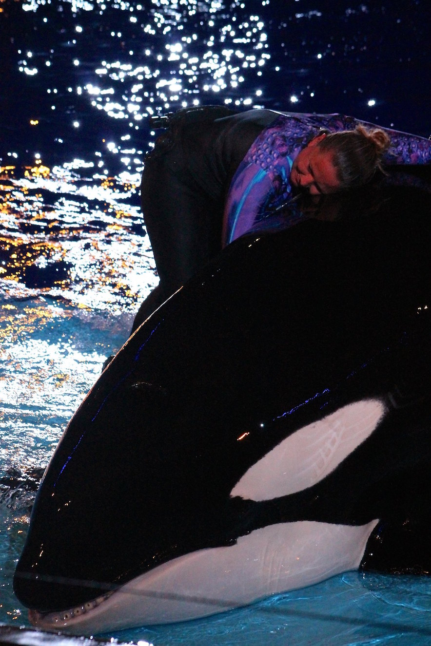 Unna the Killer Whale Passes Away at SeaWorld San Antonio - Awesome Ocean