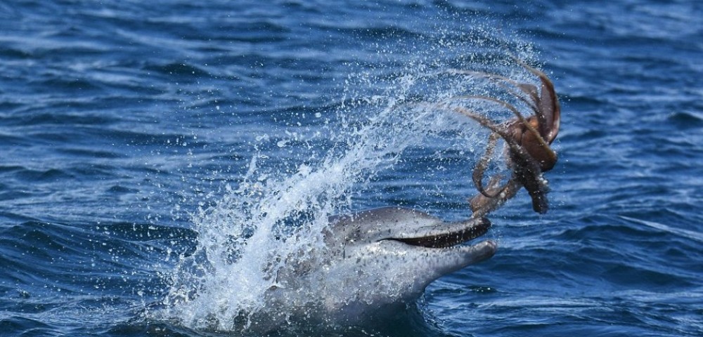 Octopus? More Like Octo-Toss