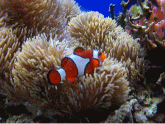 5 Times Finding Nemo Happened In Real Life