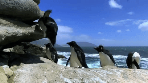 9 Adorably Clumsy Penguins Guaranteed To Brighten Your Monday - Awesome ...