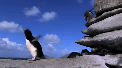 9 Adorably Clumsy Penguins Guaranteed To Brighten Your Monday - Awesome ...