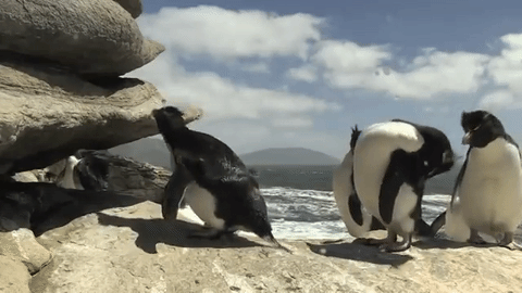 9 Adorably Clumsy Penguins Guaranteed To Brighten Your Monday - Awesome ...