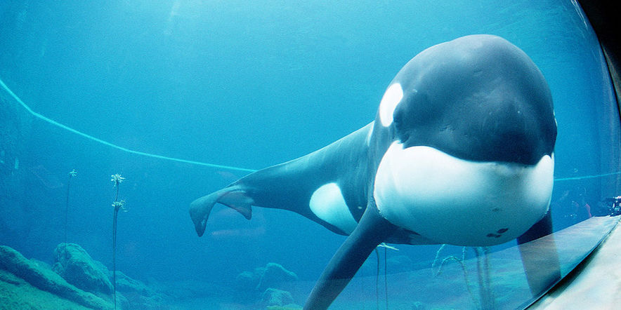 Sea Cages Kill & Here's The Research To Back That Up