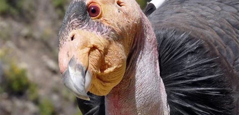 Lessons From The Success Of Saving The California Condor