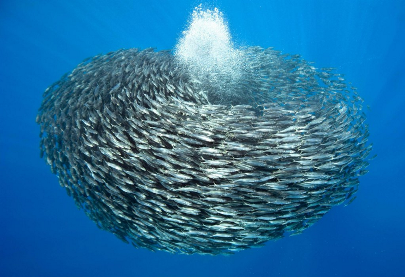 You'll Never Believe These Bait balls