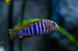 11 Best Fish For Your Home Aquarium