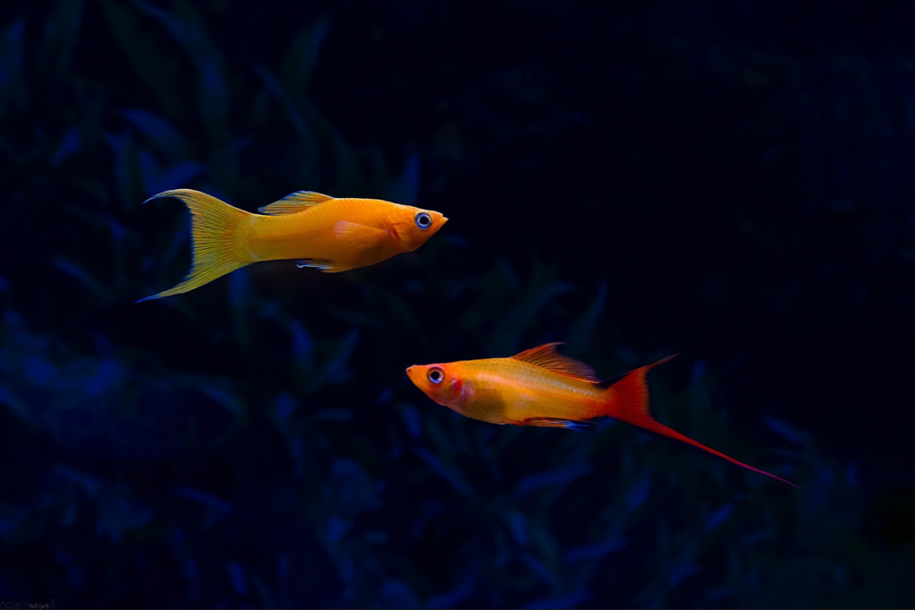 11 Best Fish For Your Home Aquarium