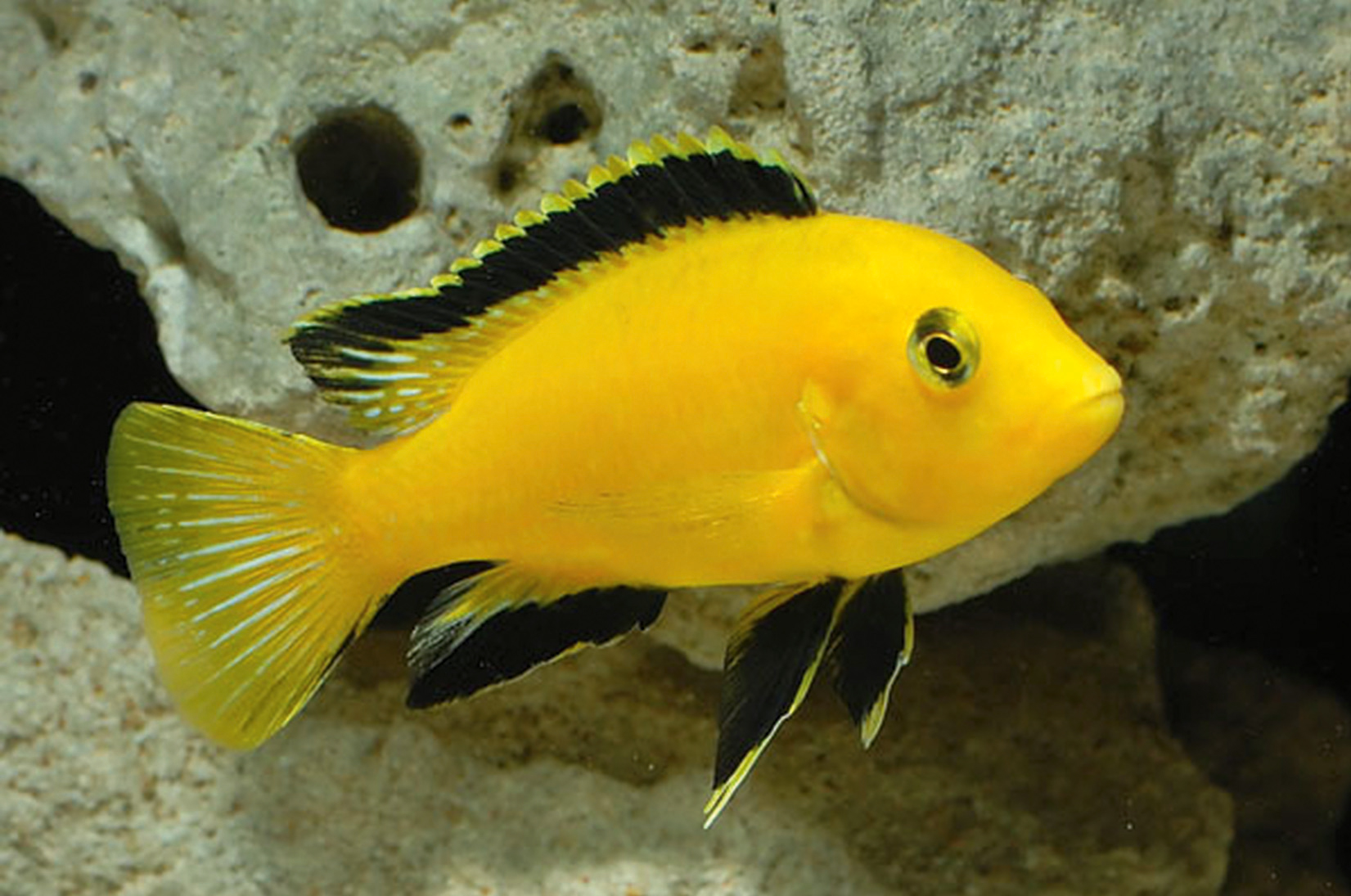 11 Best Fish For Your Home Aquarium