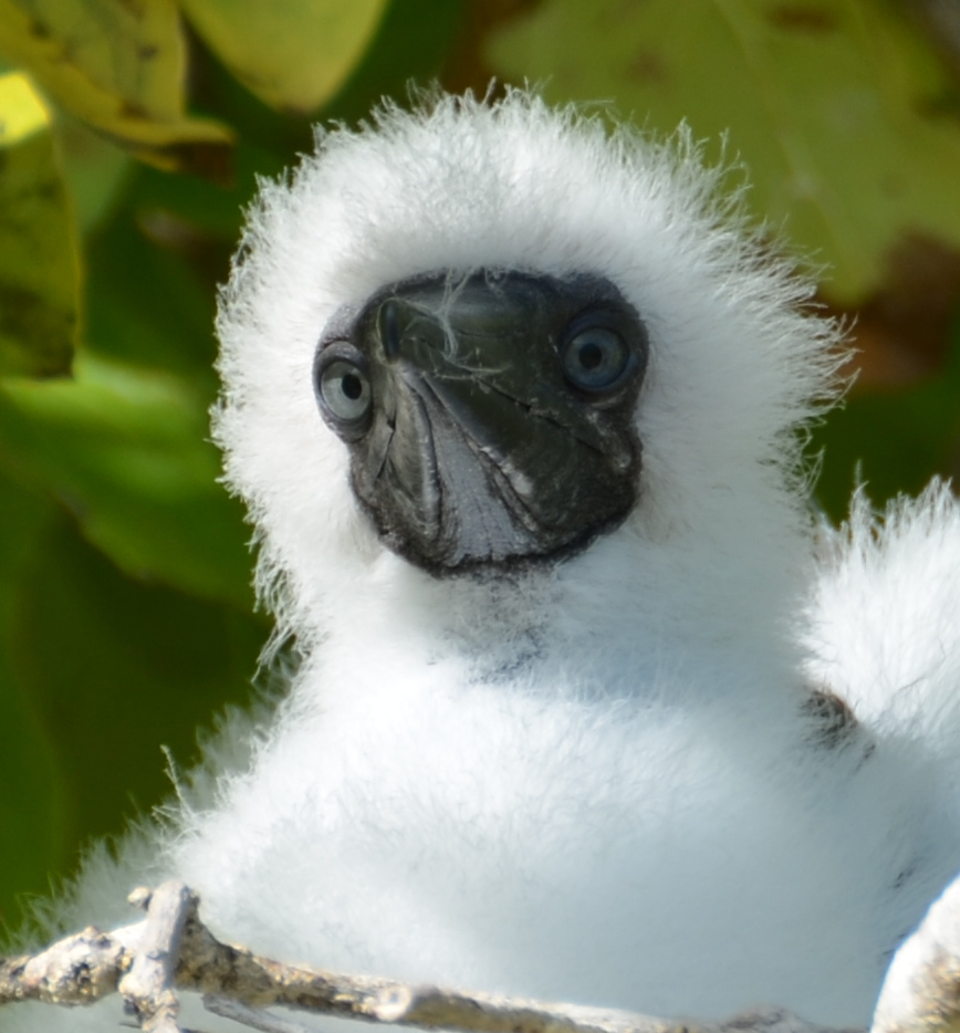 11 Sea Animals That Are So Furry It Will Literally Make Your Heart Melt