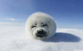 11 Furry Sea Animals That Make Your Heart Melt