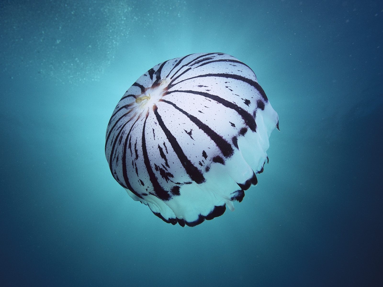These Are The 6 Most Gorgeous Jellyfish You'll Ever See