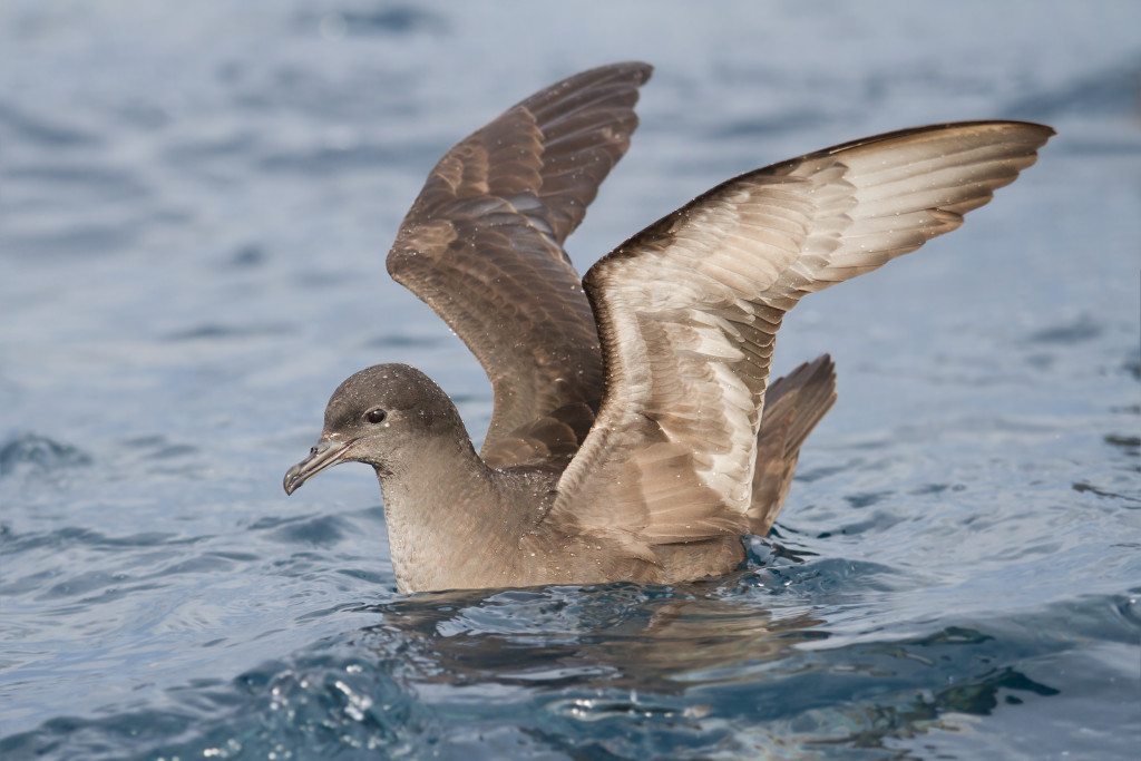 Sea Birds: Learn All About ‘Em - A 4 Part Series