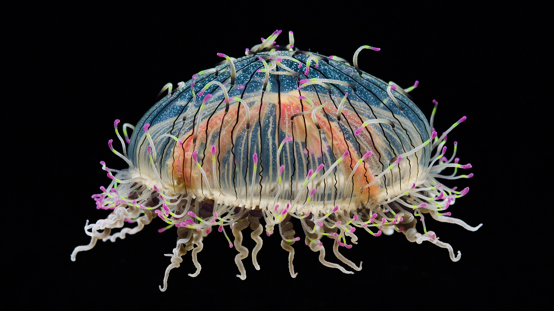 These Are The 6 Most Gorgeous Jellyfish You'll Ever See