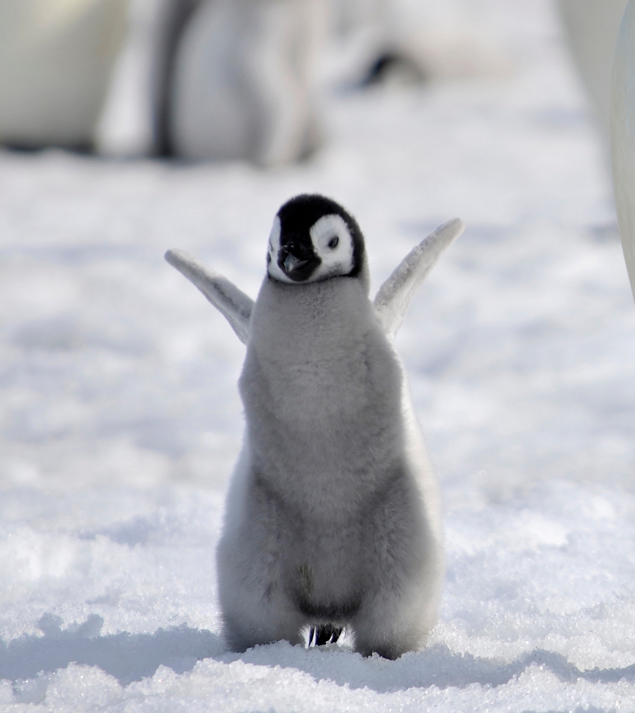 11 Sea Animals That Are So Furry It Will Literally Make Your Heart Melt