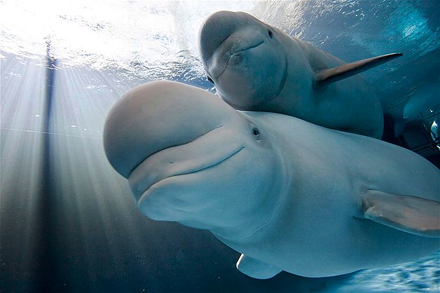 Why Beluga Whales Should Be Your New Best Friend - Awesome Ocean