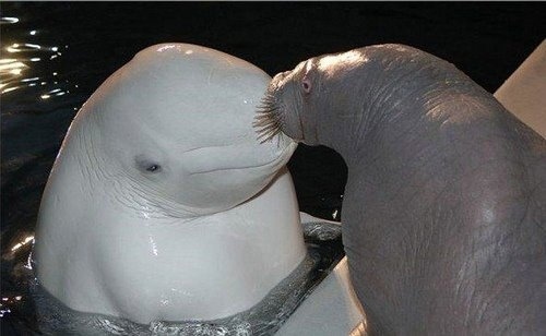 Why Beluga Whales Should Be Your New Best Friend - Awesome Ocean
