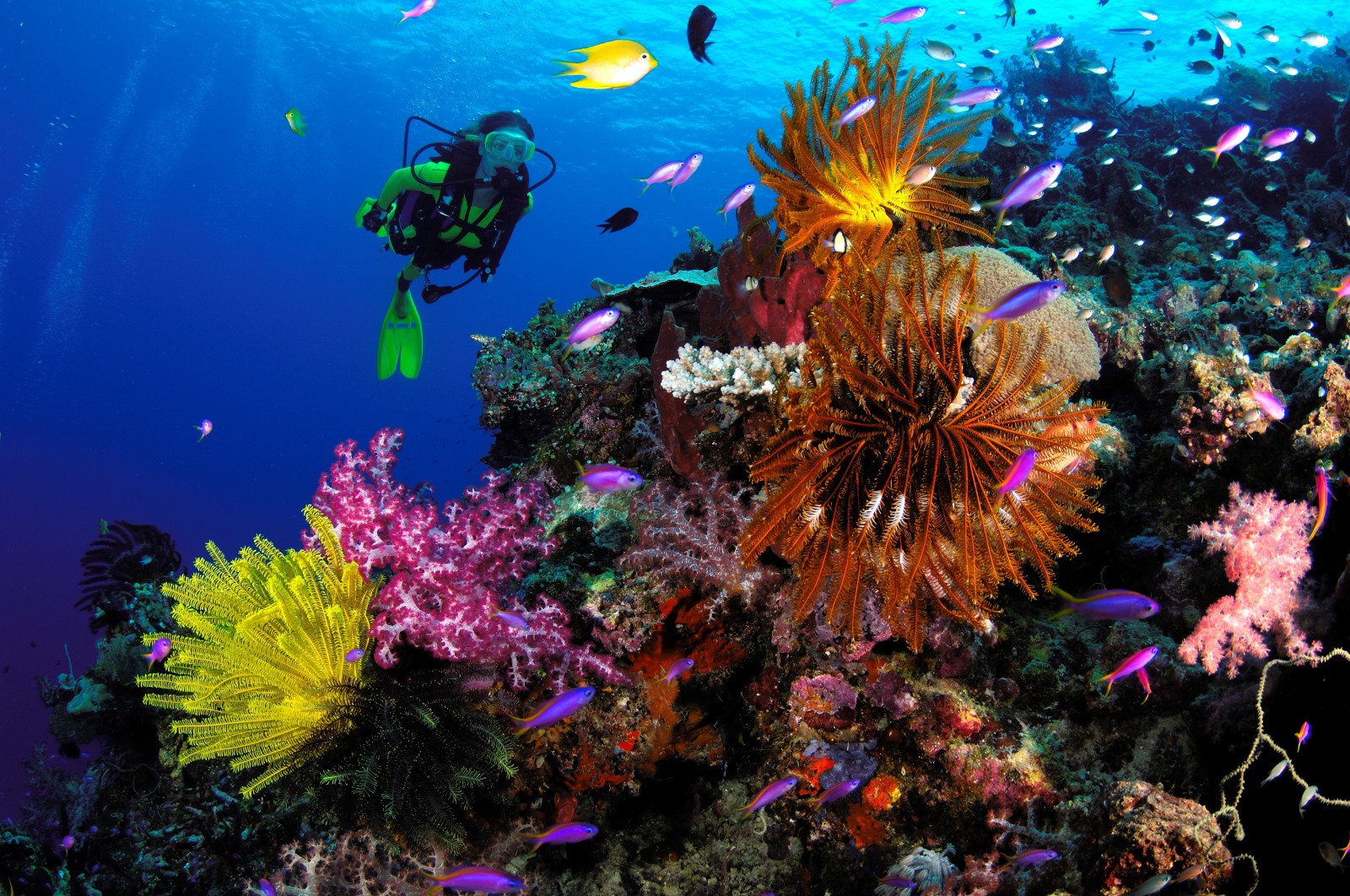 3 Coral Reefs to Add to Your Bucket List