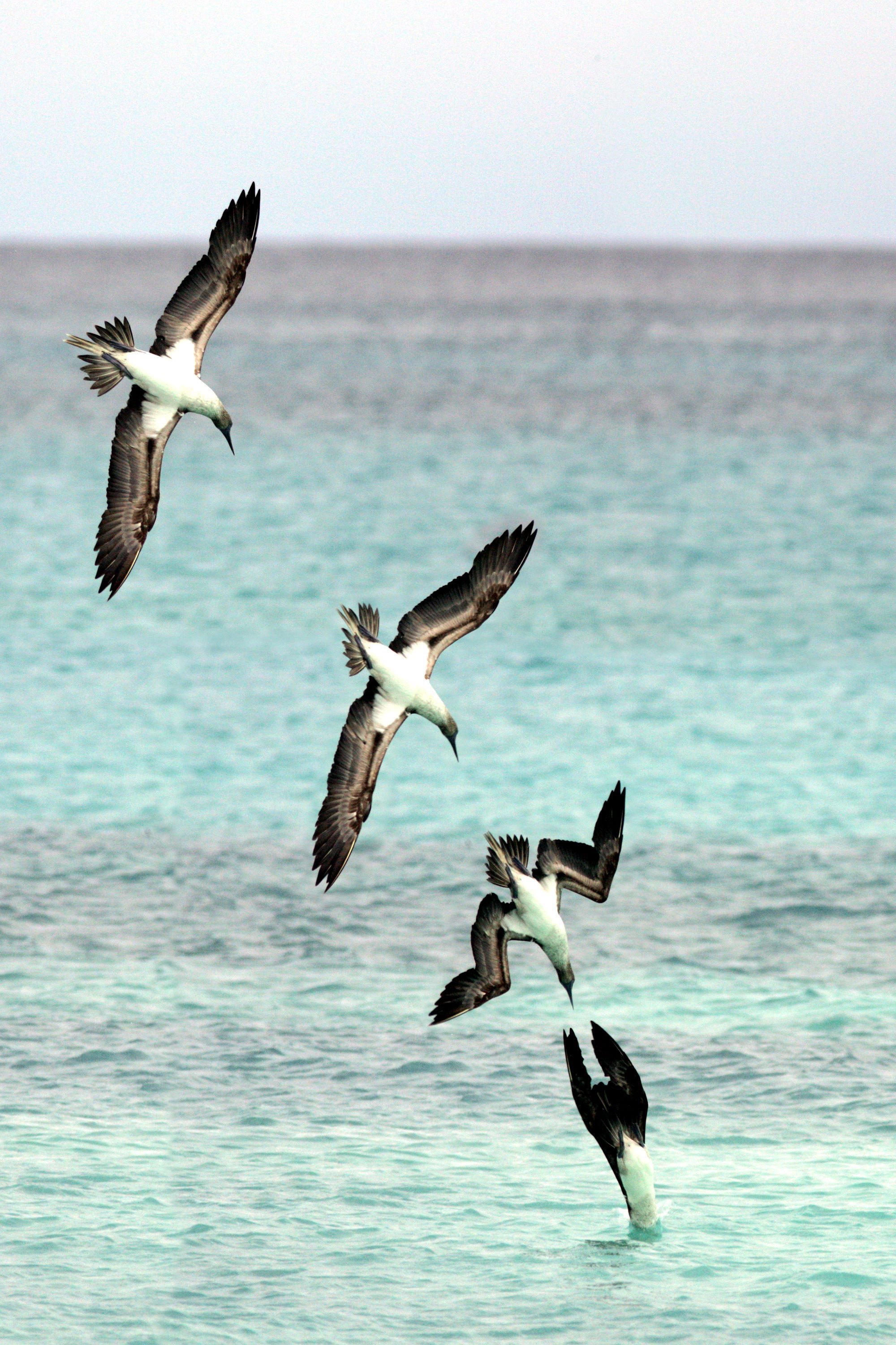 Seabirds: Learn All About ‘Em – Part 3