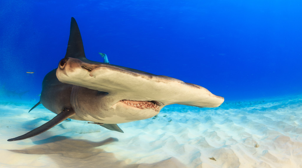 The BIGGEST Sharks EVER - Awesome Ocean