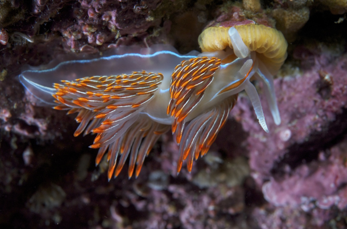 11 Sea Animals That Are So Furry It Will Literally Make Your Heart Melt