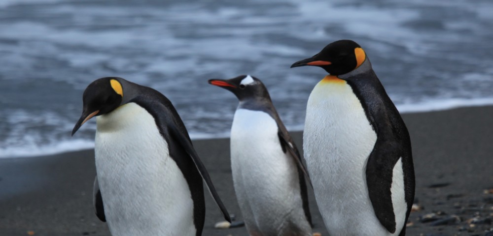 8 Times Penguins Perfectly Depicted Life