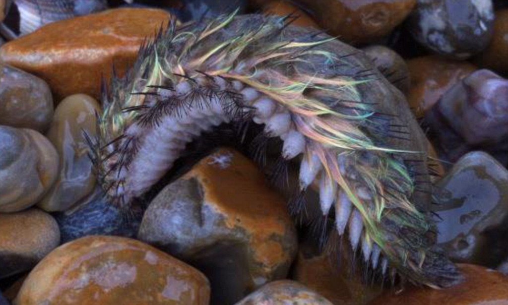 11 Furry Sea Animals That Make Your Heart Melt