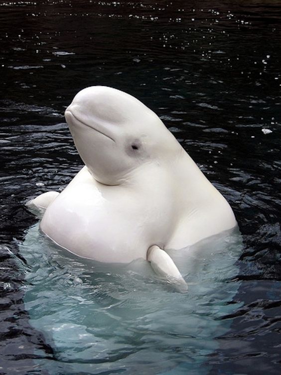 Why Beluga Whales Should Be Your New Best Friend - Awesome Ocean