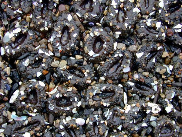 5 of the Coolest Tide Pool Creatures - Awesome Ocean