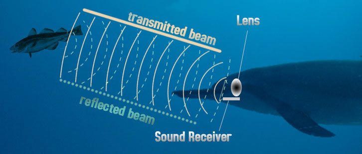 echolocation Archives - Awesome Ocean