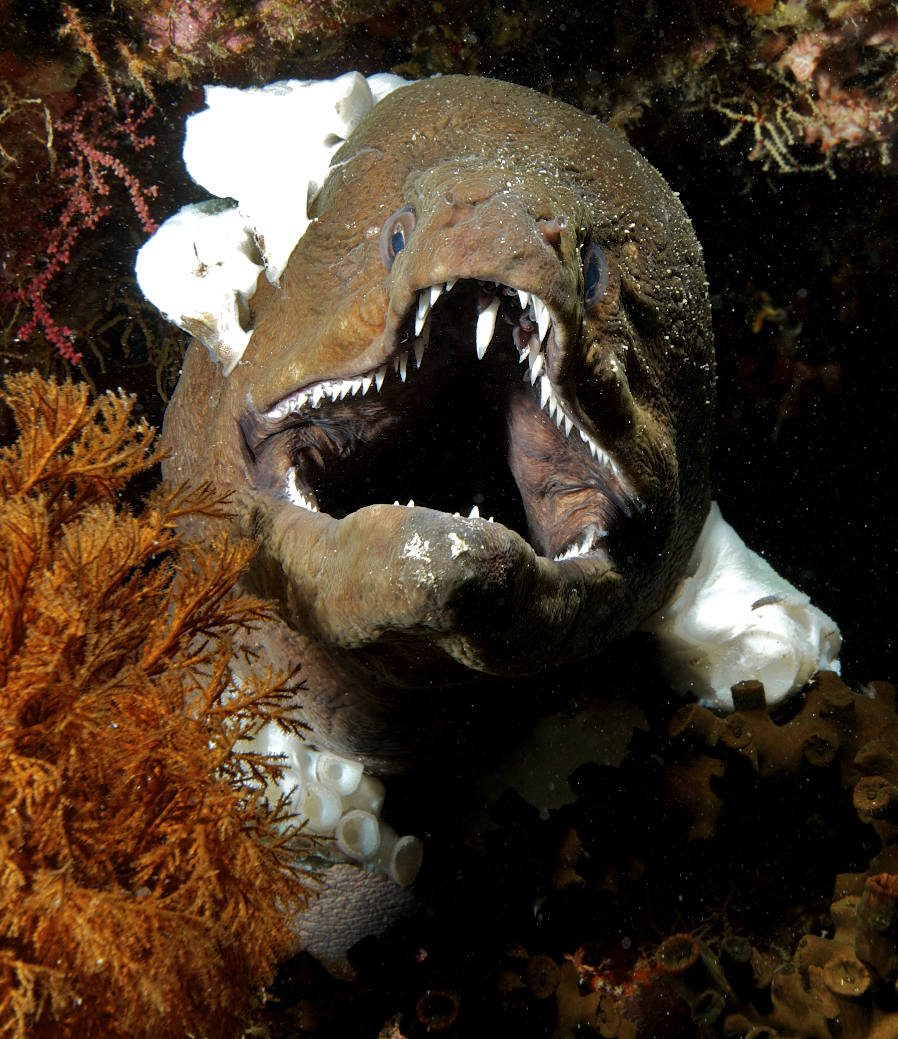 5 Eels You Want To Stay In The Ocean! - Awesome Ocean